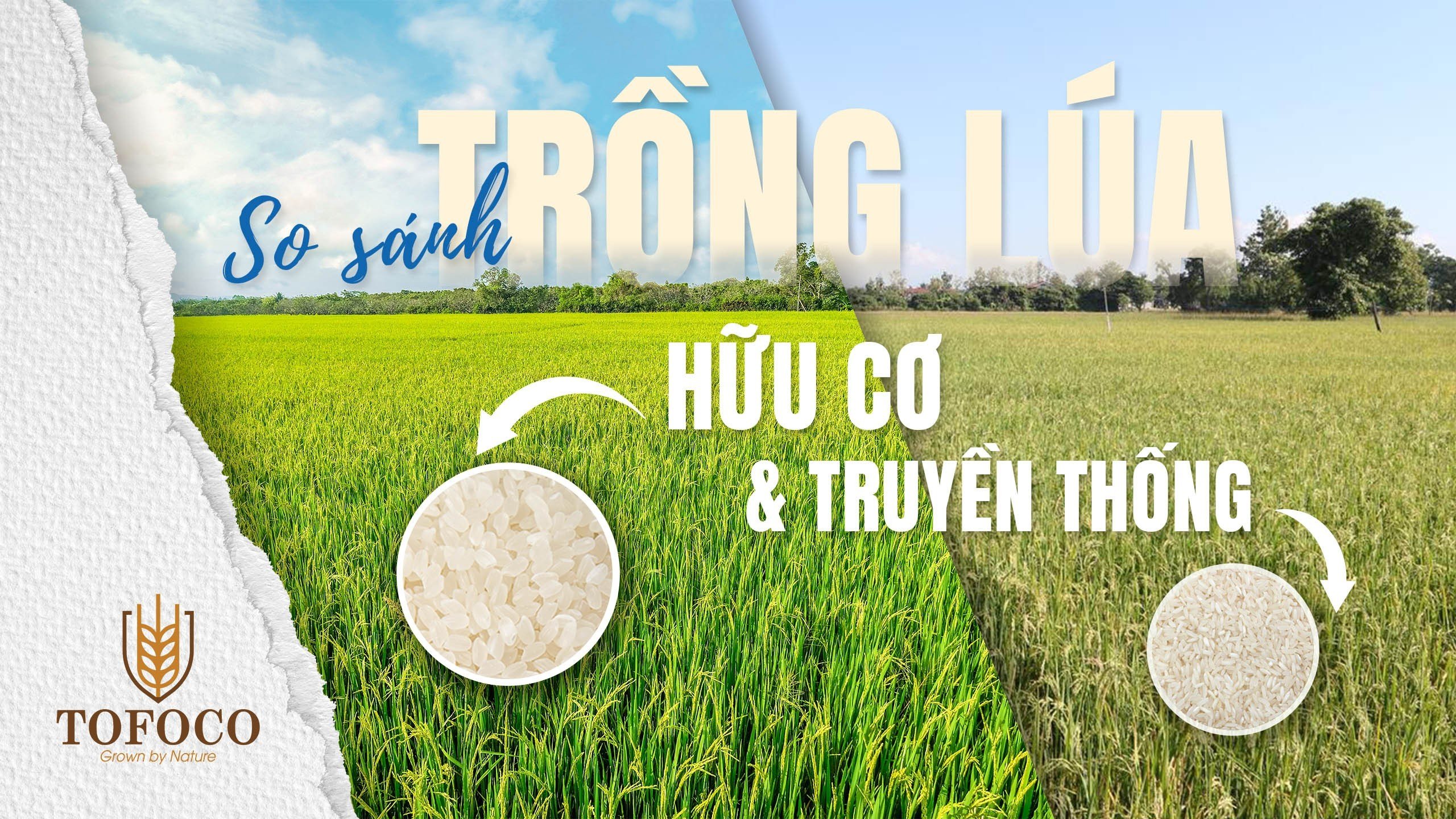 So sánh giữa trồng lúa hữu cơ và trồng lúa thông thường: Lựa chọn nào ...